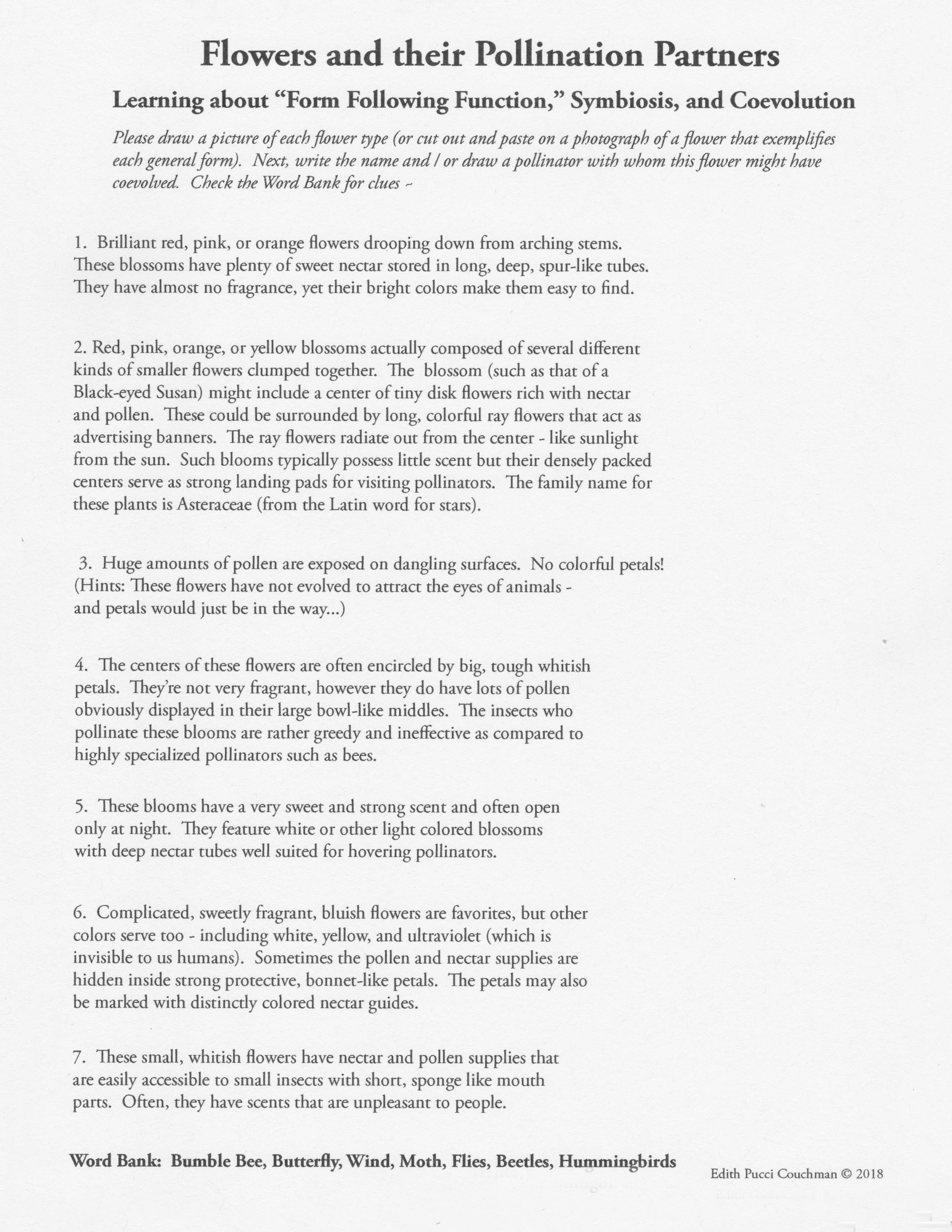 Drawing to Learn about Blossoms and Pollinators – Evolving Beauty